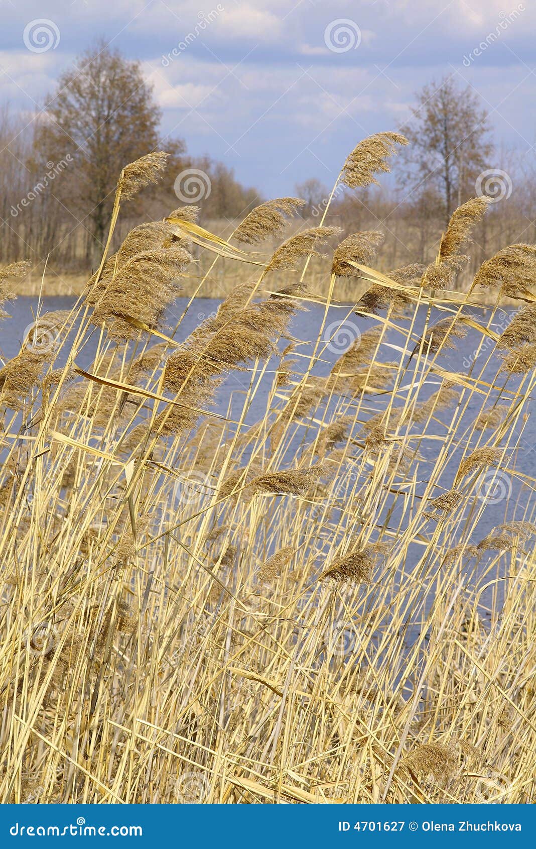 Reeds in the lake stock image. Image of color, edge, area - 4701627
