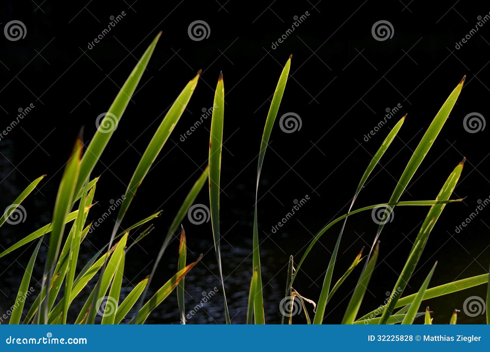 Reeds at Lake Against Light Stock Photo - Image of season, summer: 32225828