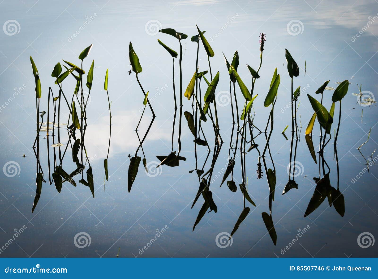 Reeds, Lake Arrowhead, Canada. 2005 Stock Photo - Image of reeds ...