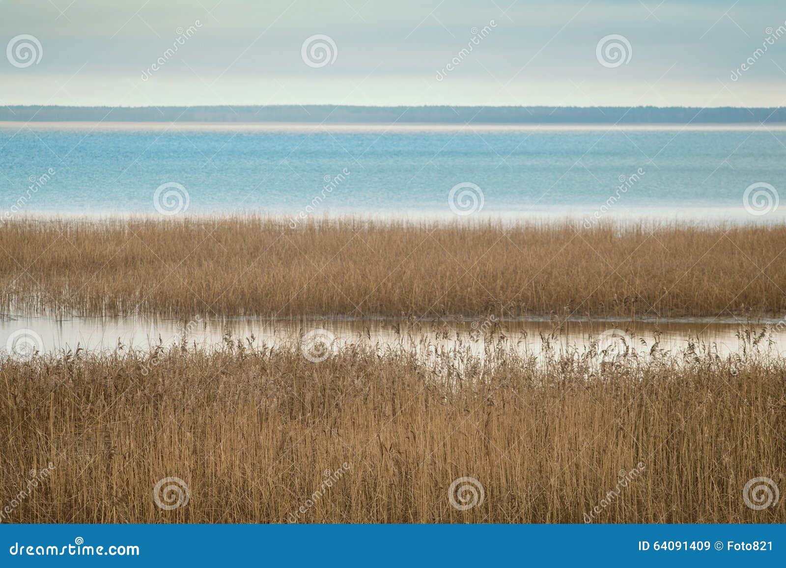 Reeds on the lake stock image. Image of horizon, marsh - 64091409