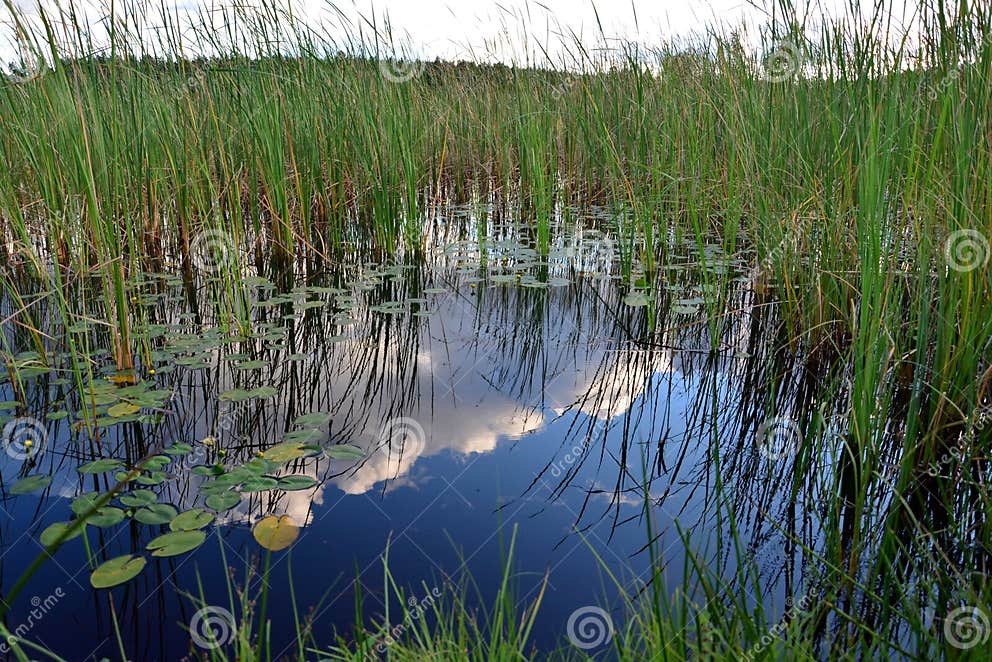 Reeds on the lake stock image. Image of reeds, dense - 71191063