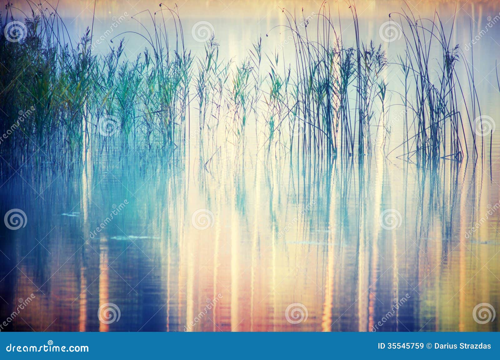Reeds on lake stock image. Image of reeds, weeds, yellow - 35545759