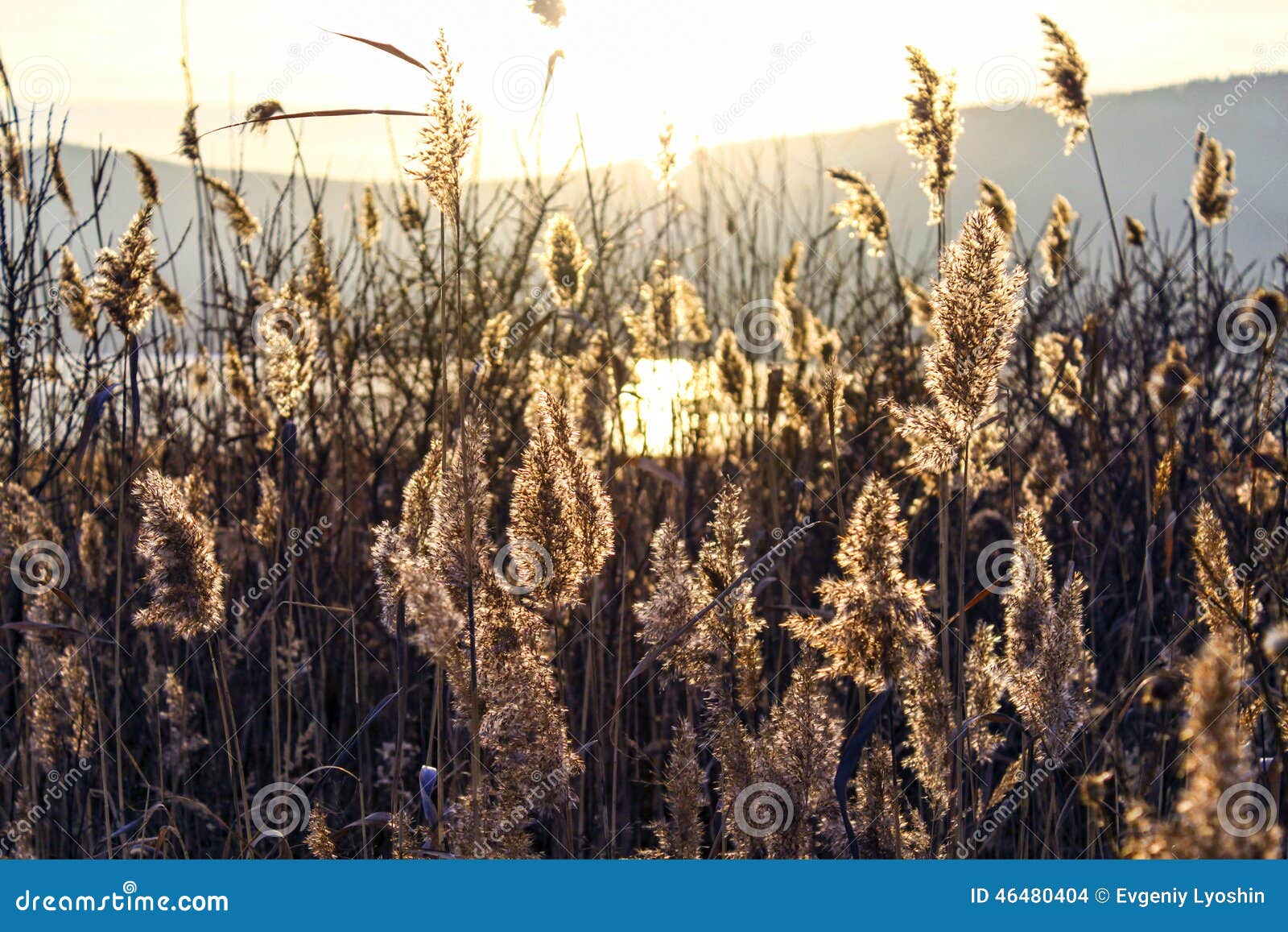 Reeds at the lake stock photo. Image of reeds, landscape - 46480404