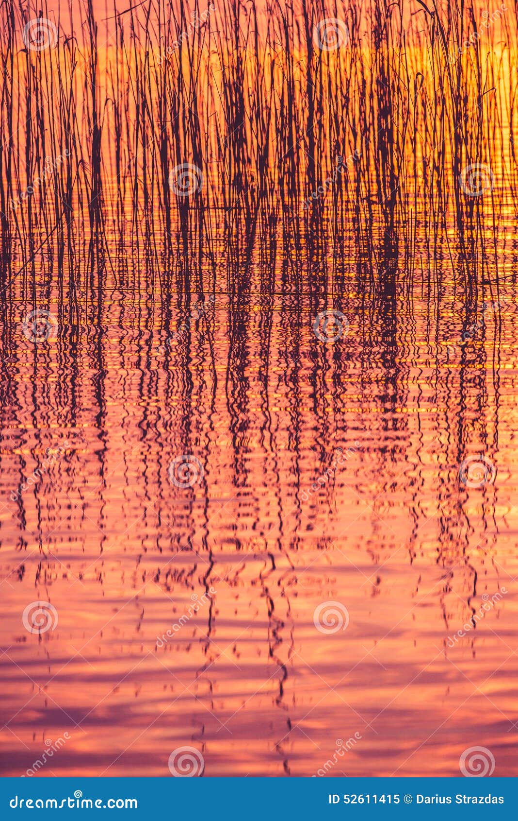 Reeds stock image. Image of light, water, beautiful, burning - 52611415