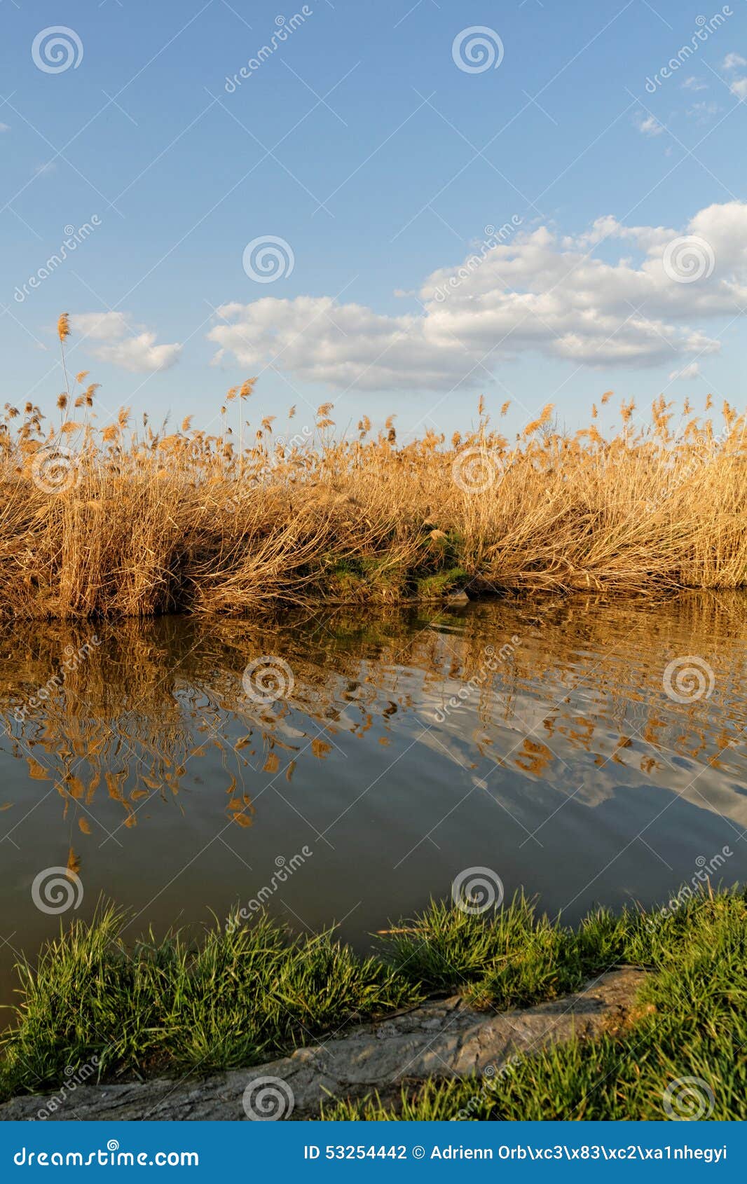 Reeds at the lake stock photo. Image of field, peaceful - 53254442