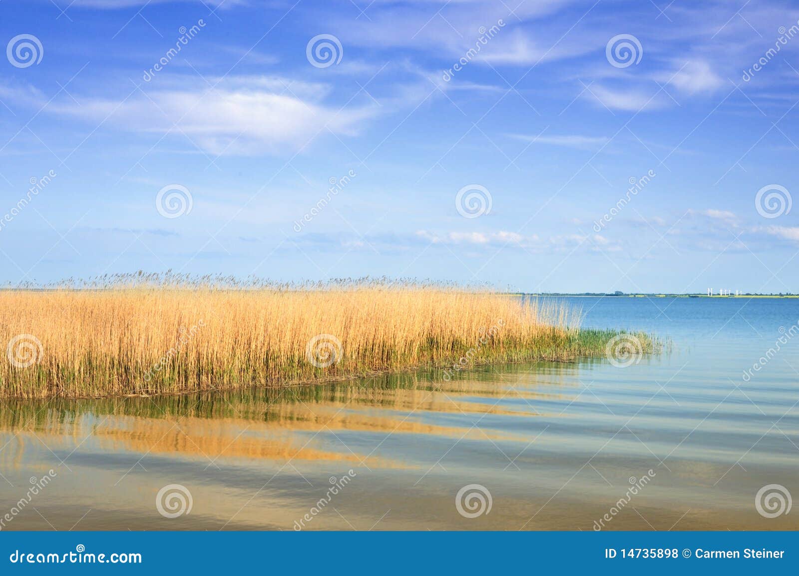 Reeds on lake shore stock photo. Image of lakefront, vegetation - 14735898