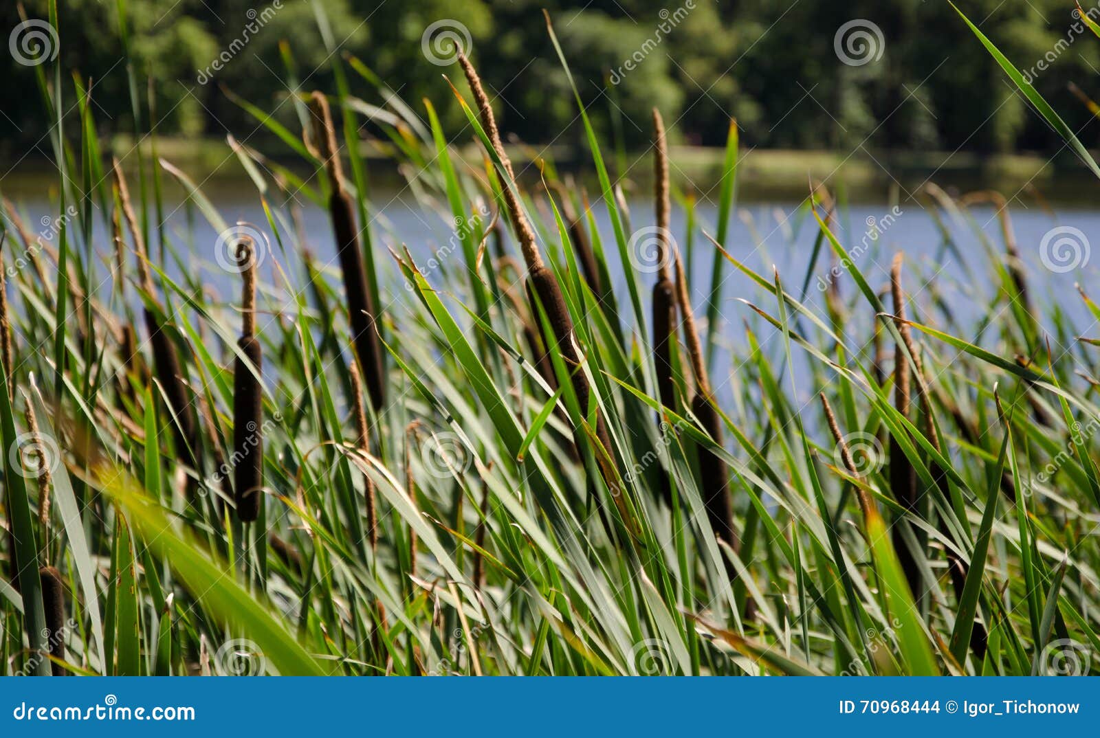 Reeds at the Lake Shore, Selective Focus Stock Photo - Image of blue ...
