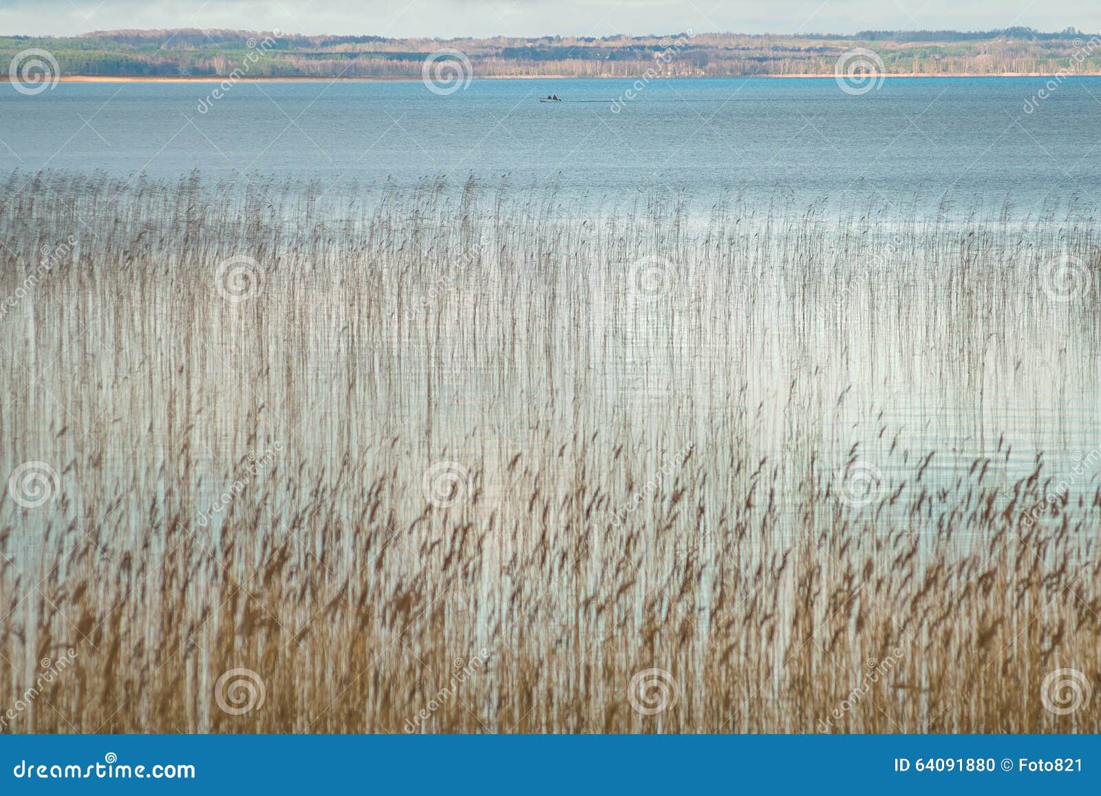 Reeds on the lake stock photo. Image of grass, country - 64091880