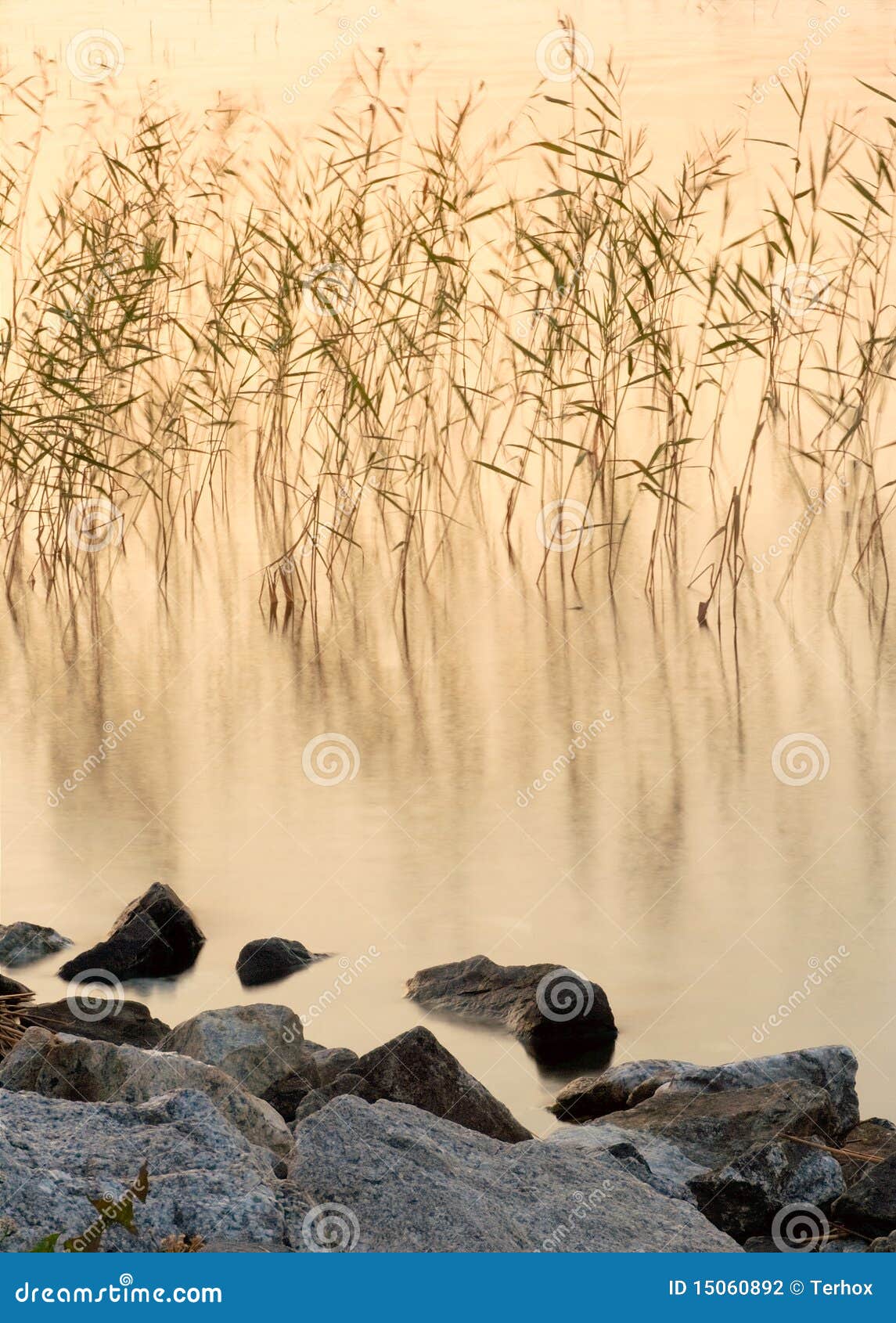 Reeds in lake at sunset stock photo. Image of rocks, shallow - 15060892