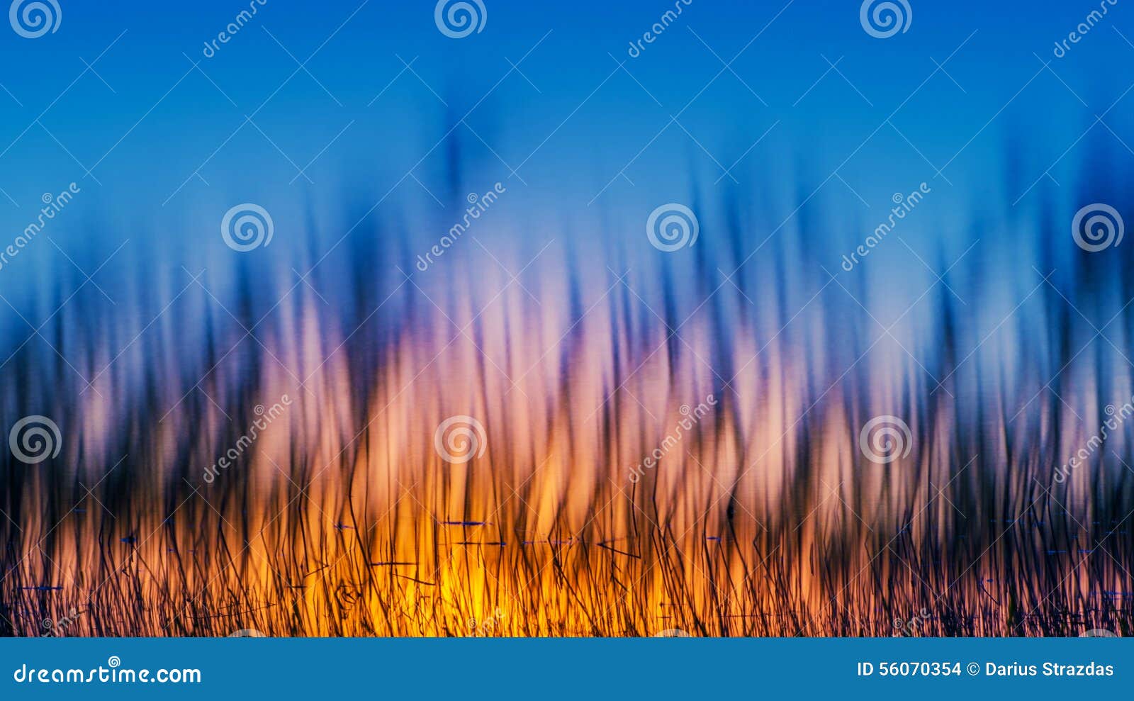 Reeds in lake at sunset stock photo. Image of romantic - 56070354
