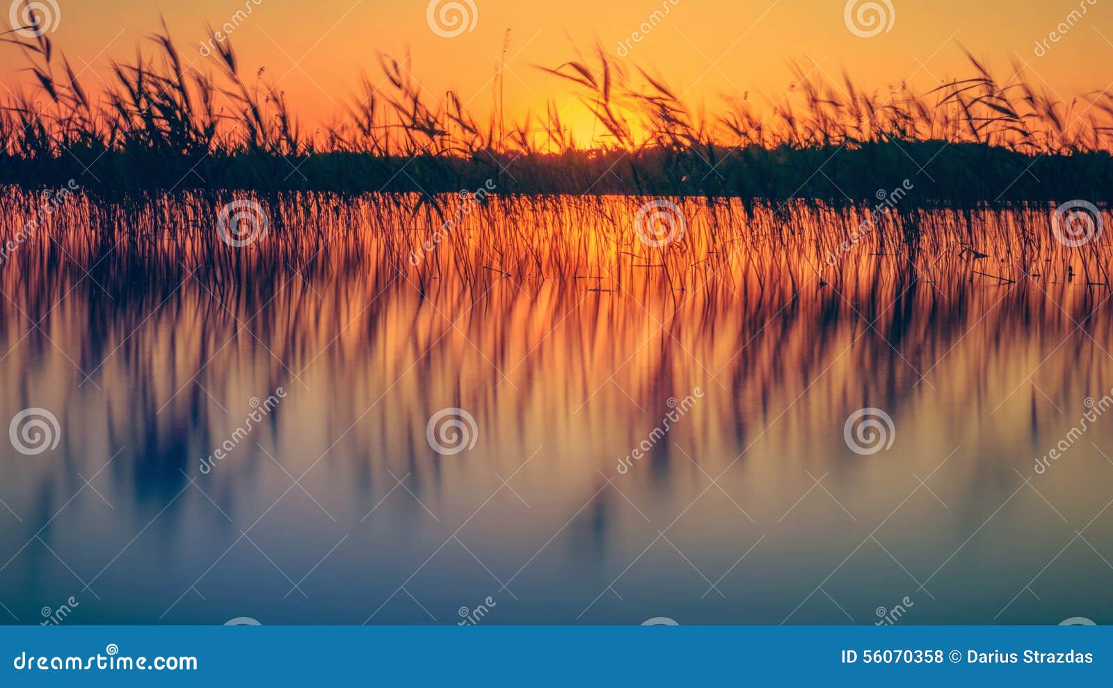 Reeds in lake at sunset stock photo. Image of sunset - 56070358