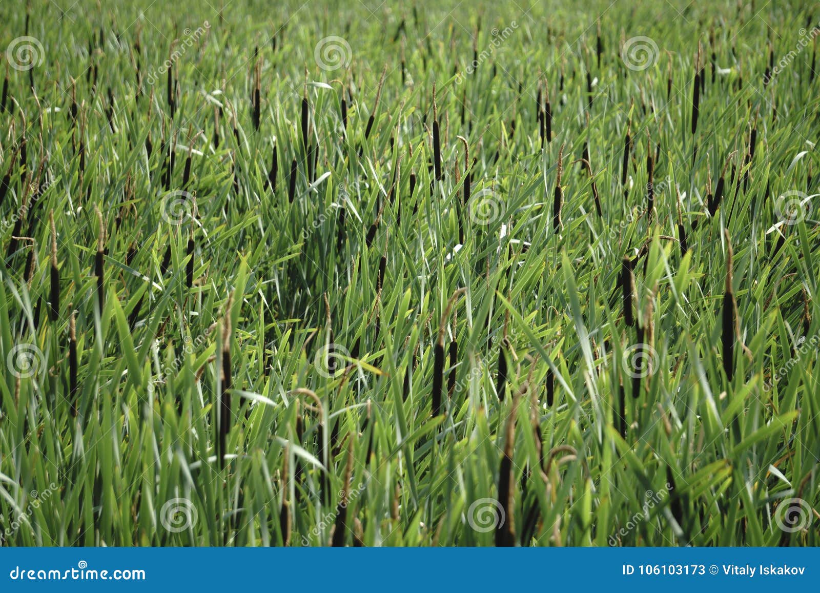 Reeds by the Lake Super Cool . Stock Image - Image of background, lake ...