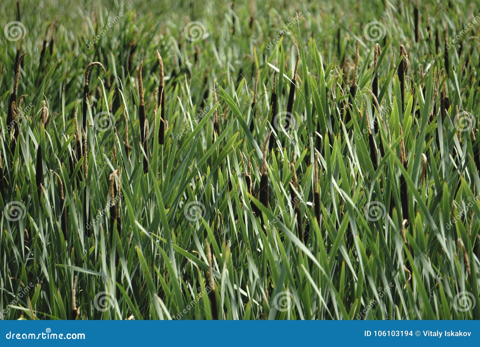 Reeds by the Lake Super Cool . Stock Photo - Image of lake, life: 106103194