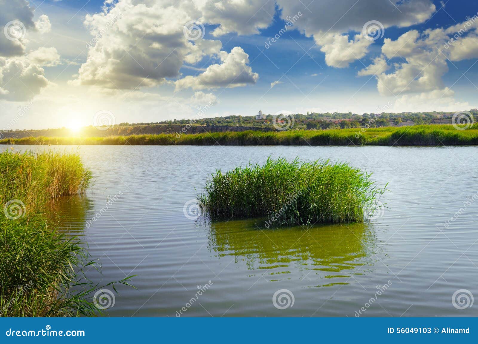 Reeds on the lake stock image. Image of nature, cattails - 56049103