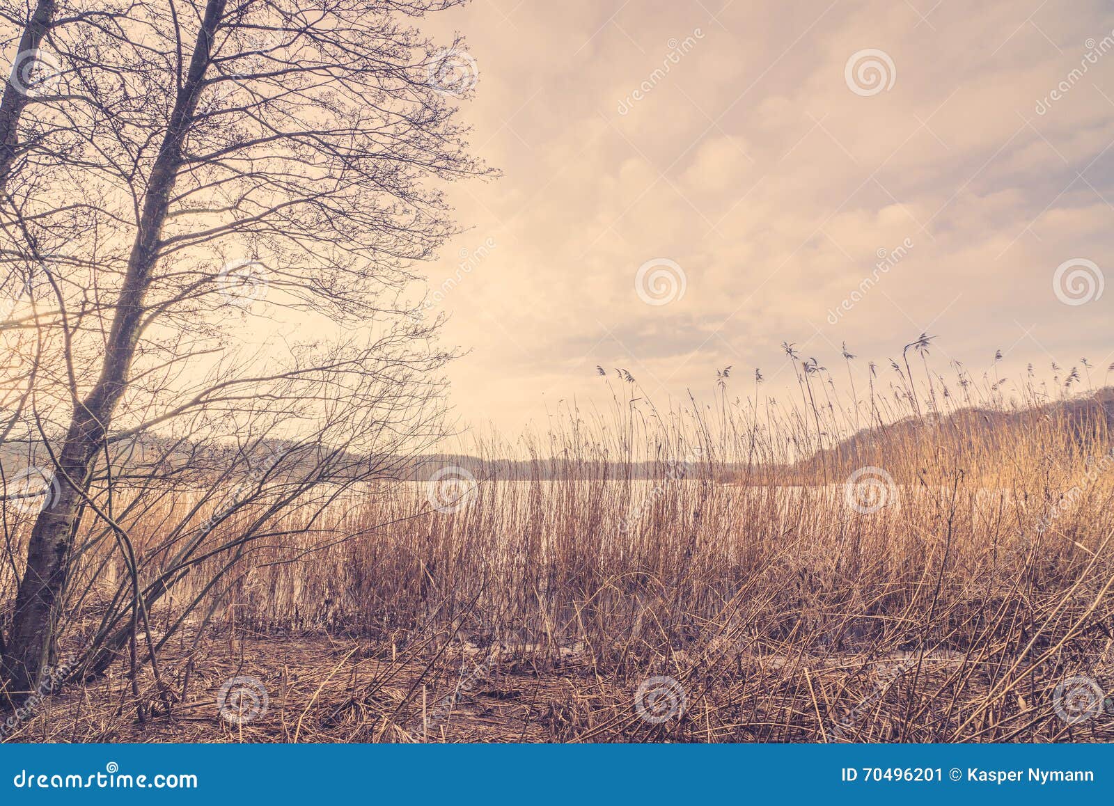Reeds by a Lake in the Winter Stock Image - Image of plant, outdoor ...