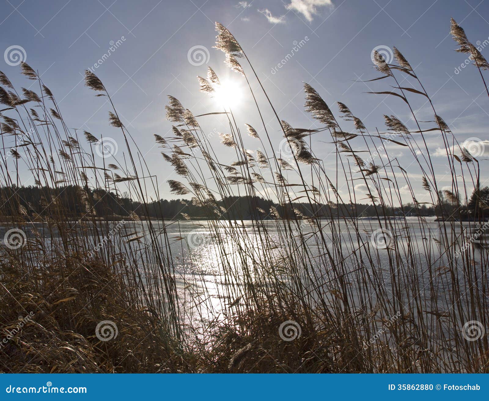 Reeds stock photo. Image of shore, sunbeams, reeds, freeze - 35862880