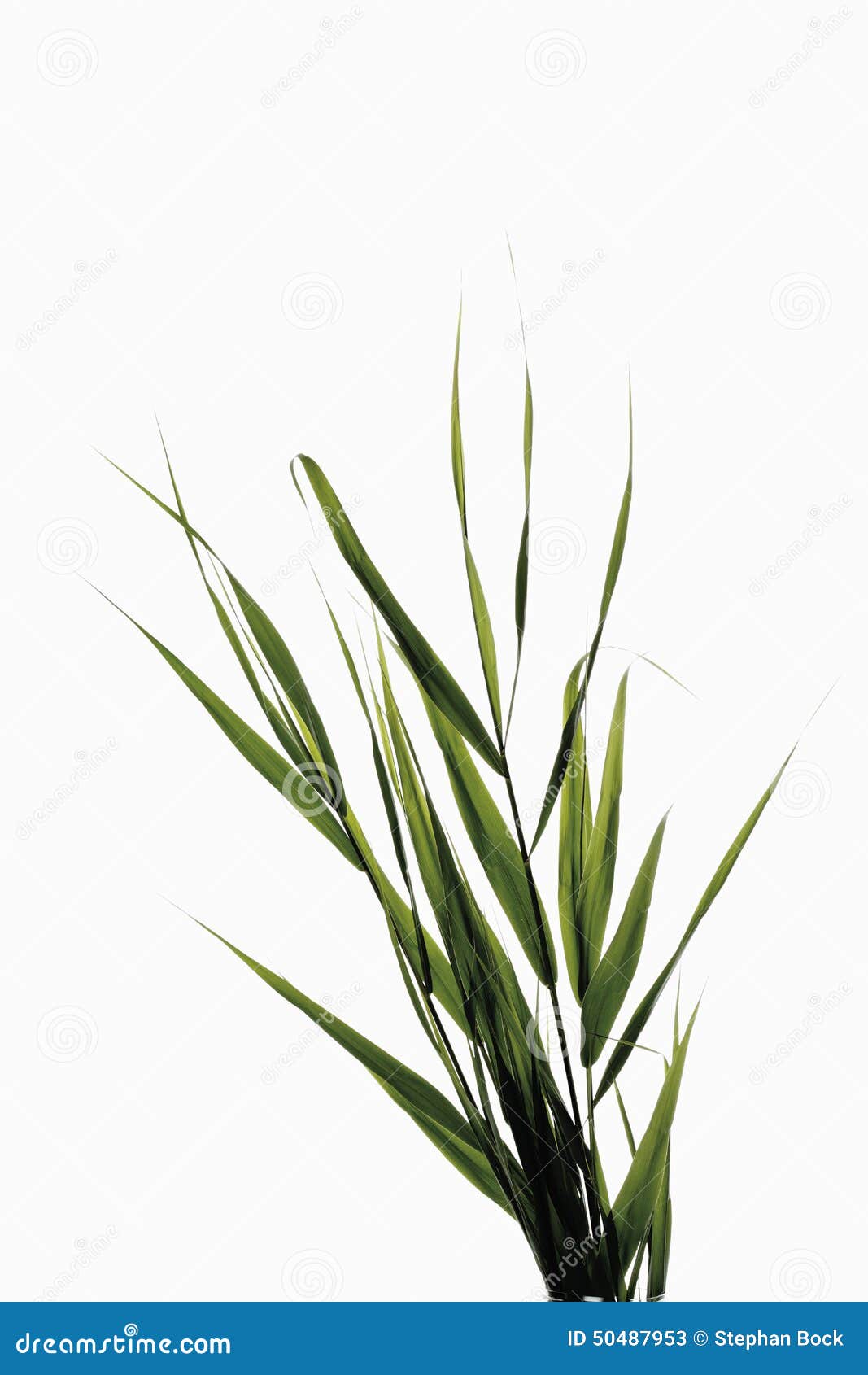 Reeds leaves (Phragmites) stock image. Image of reed - 50487953