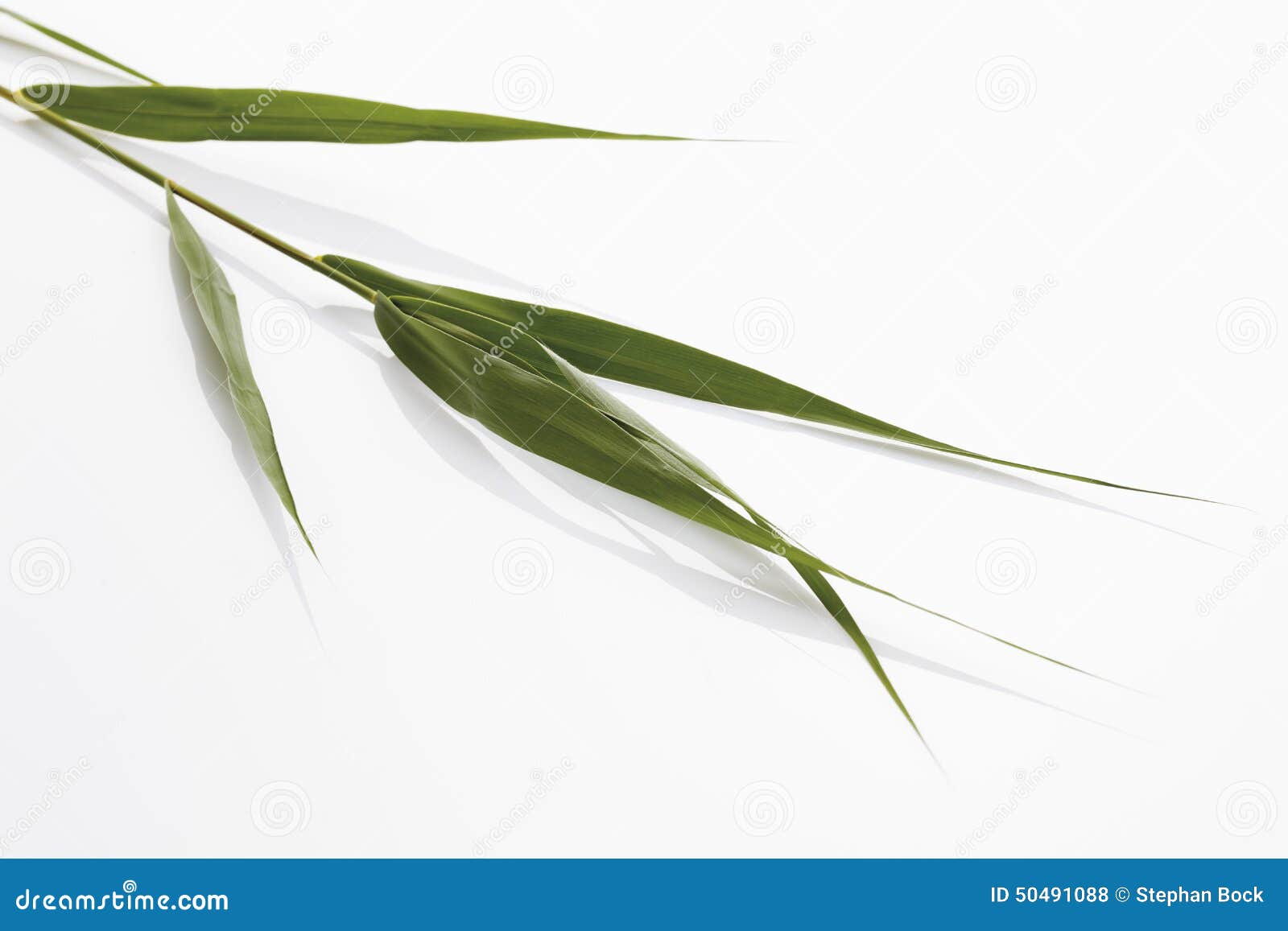 Reeds leaves (Phragmites) stock photo. Image of reed - 50491088