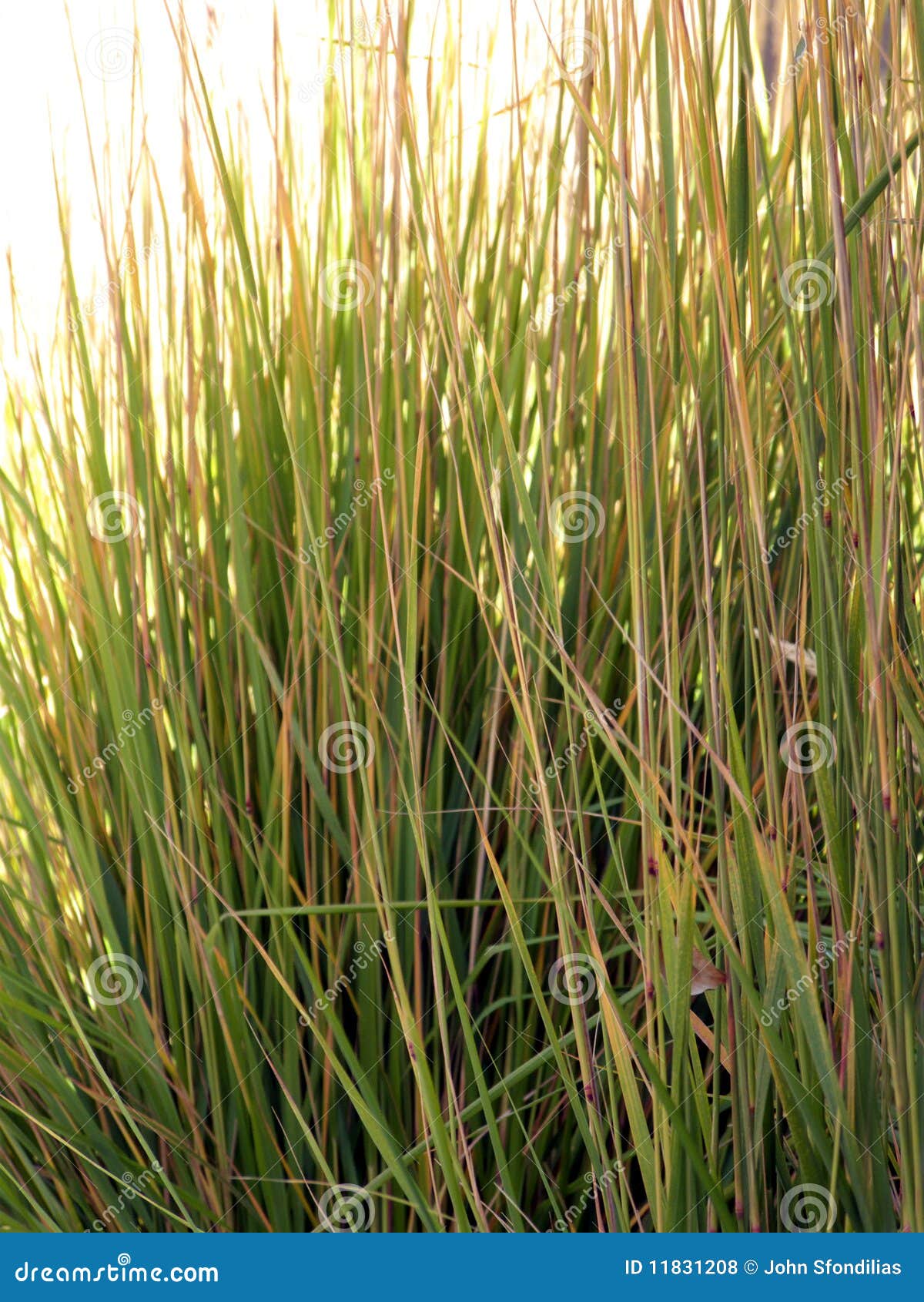 Reeds and Light stock photo. Image of flora, grove, reed - 11831208