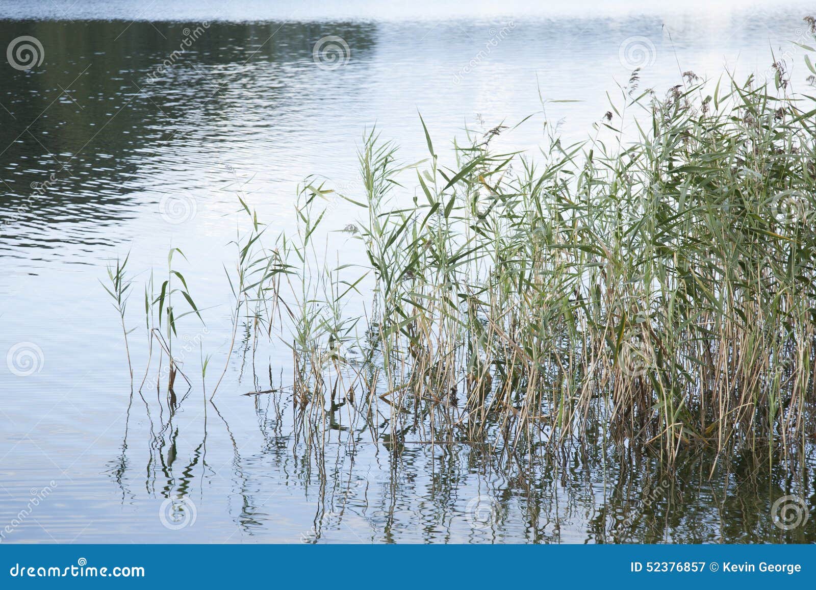 Reeds and Long Grass in Lake Stock Image - Image of long, reflection ...
