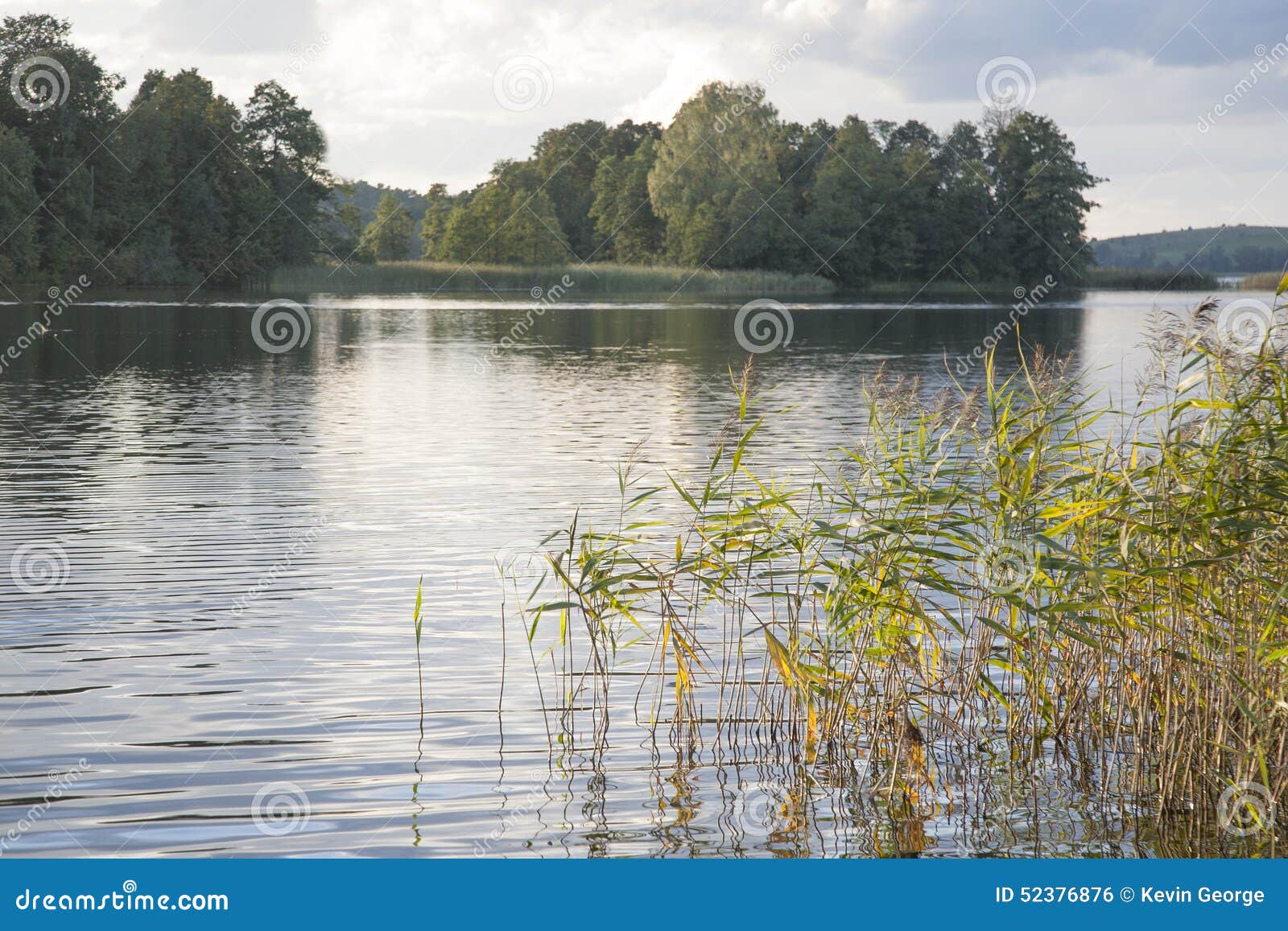 Reeds and Long Grass in Lake Stock Photo - Image of grass, lake: 52376876