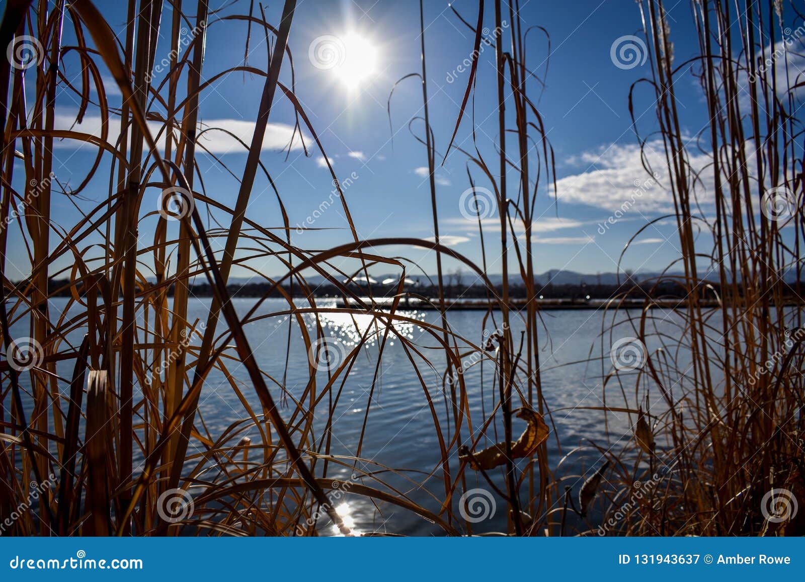 In the reeds stock image. Image of autum, reflection - 131943637