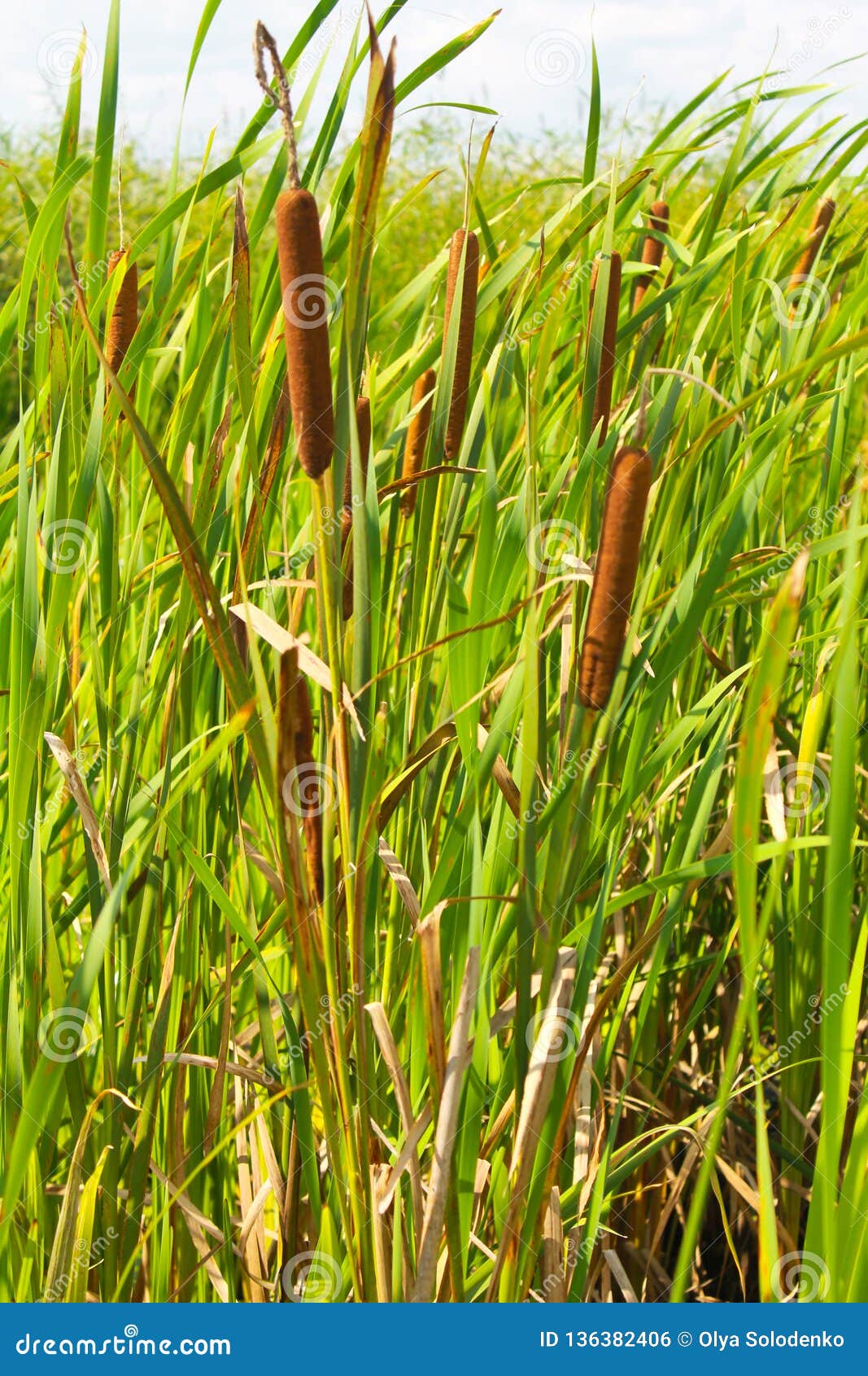 Reeds in a marsh stock photo. Image of botanical, grass - 136382406