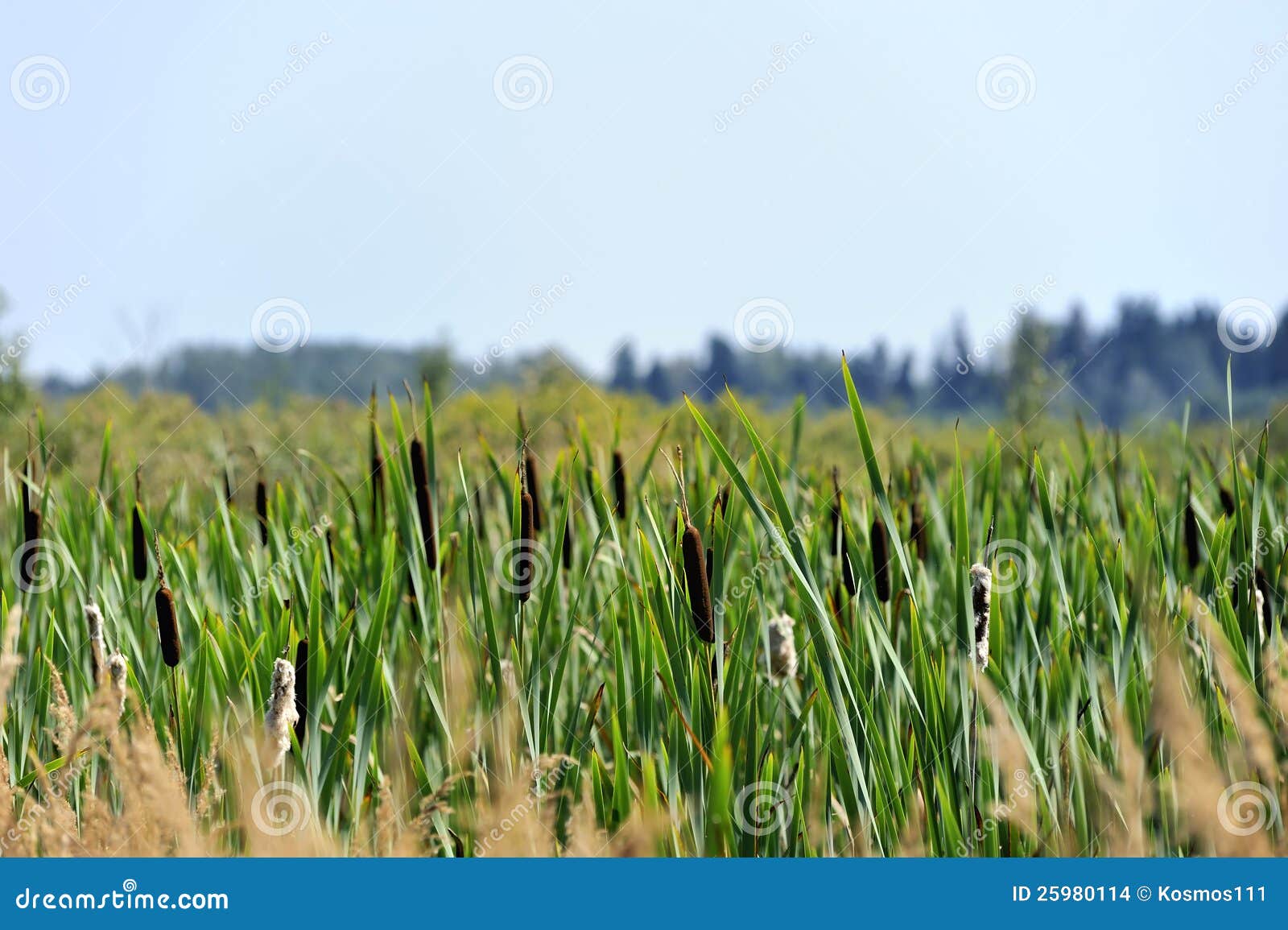 Reeds in the marsh stock photo. Image of scenics, scene - 25980114
