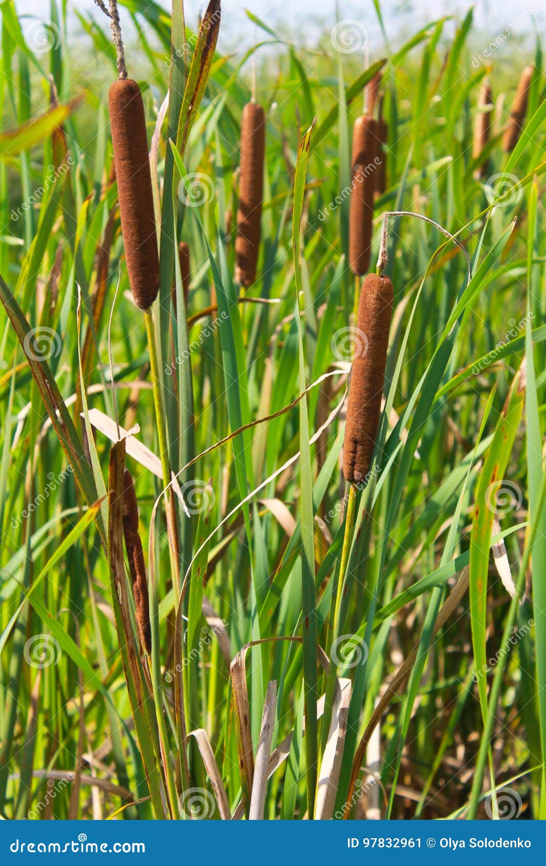 Reeds in a marsh stock image. Image of bulrush, marsh - 97832961