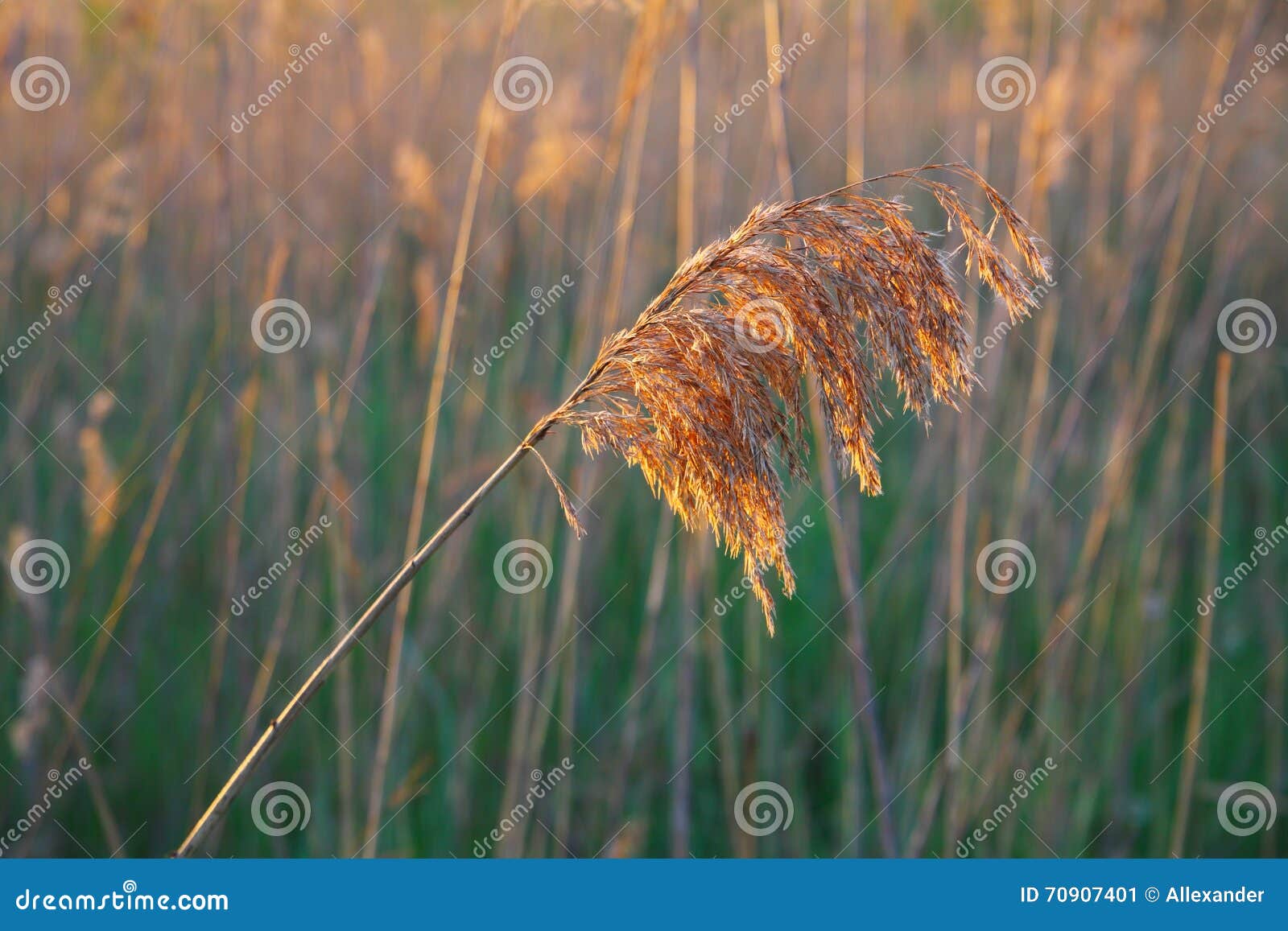 Reeds stock image. Image of color, environment, rush - 70907401