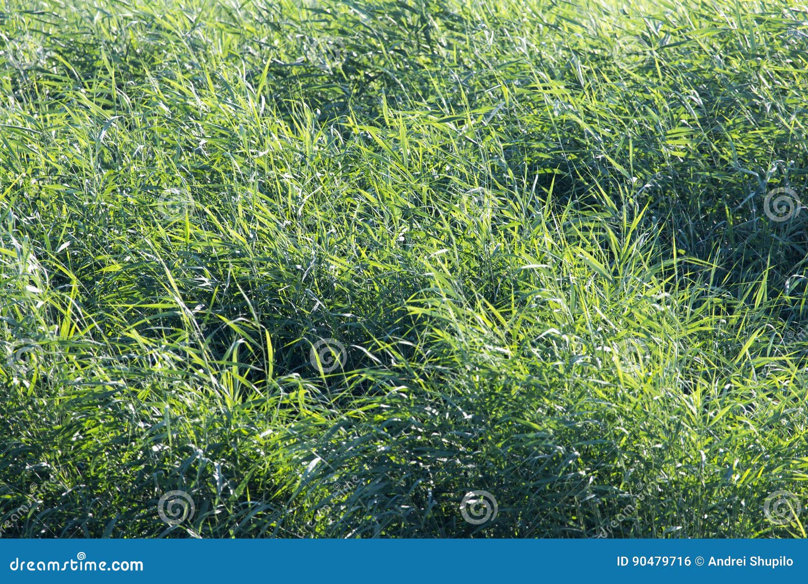 Reeds in nature stock photo. Image of bush, natural, flora - 90479716