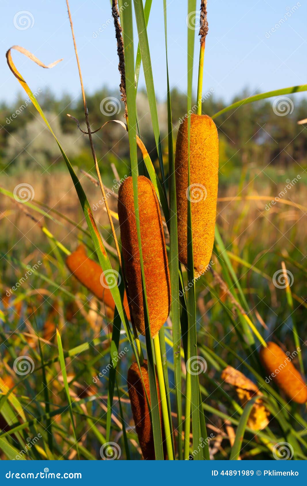 Reeds near river stock image. Image of cattail, bulrush - 44891989