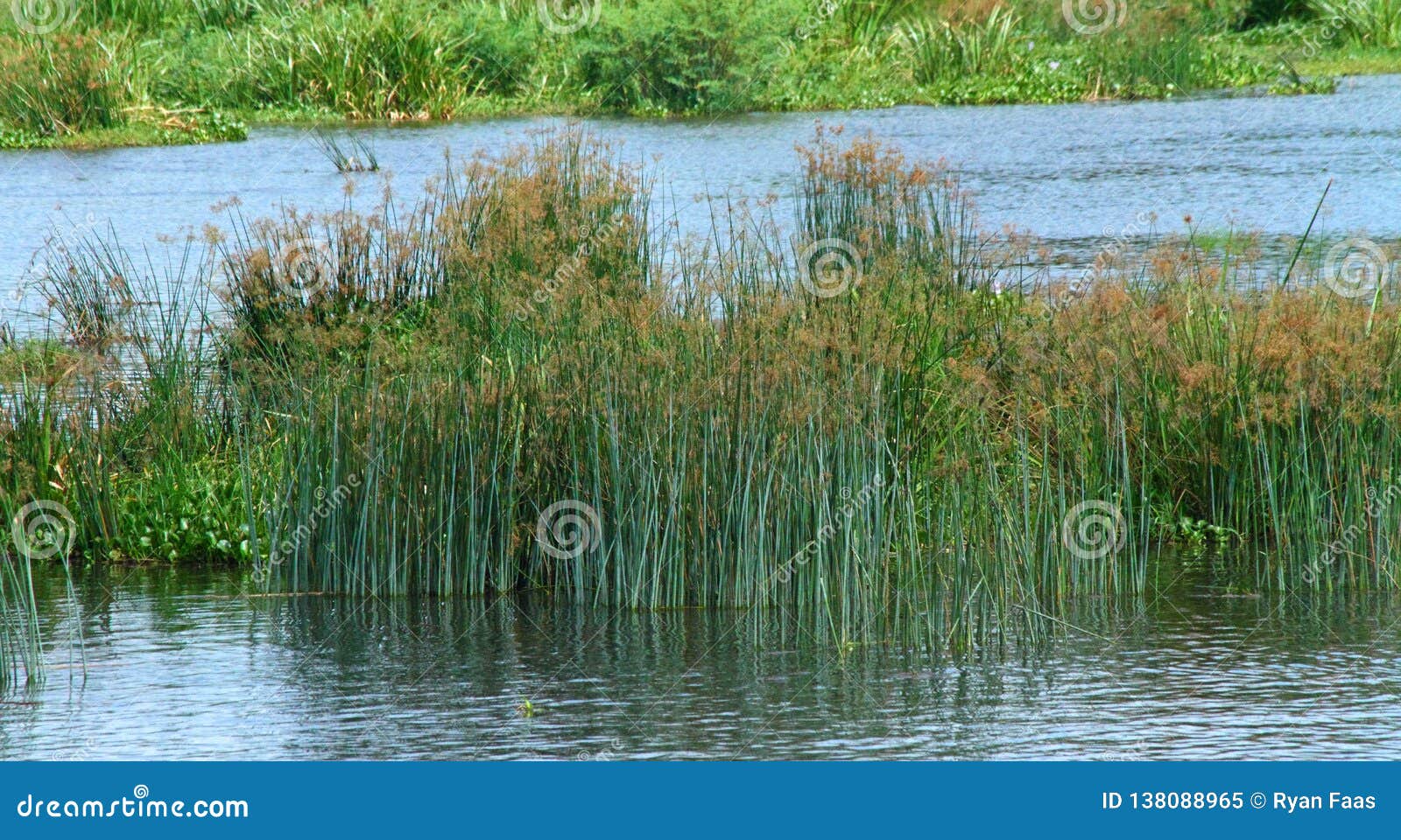 Reeds in the Nile river stock image. Image of botanical - 138088965