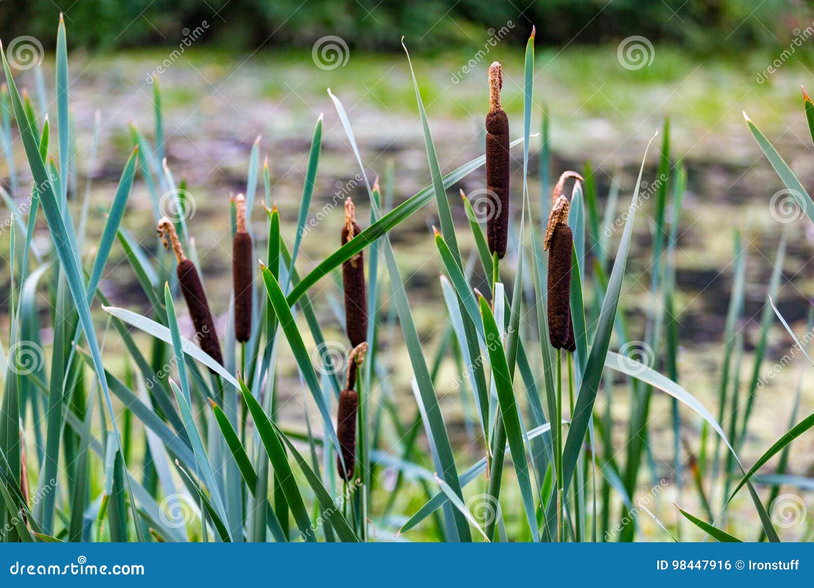 Reeds by the old pond stock photo. Image of summer, dense - 98447916