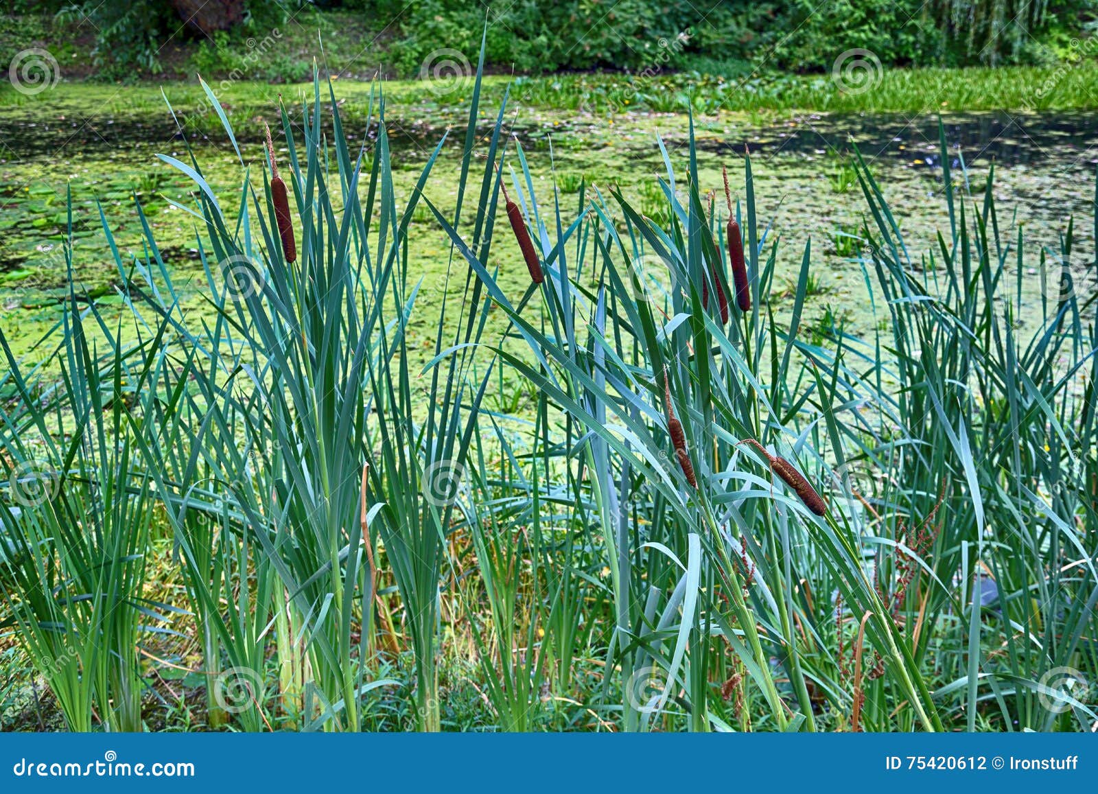 Reeds by the old pond stock photo. Image of bush, bulrush - 75420612