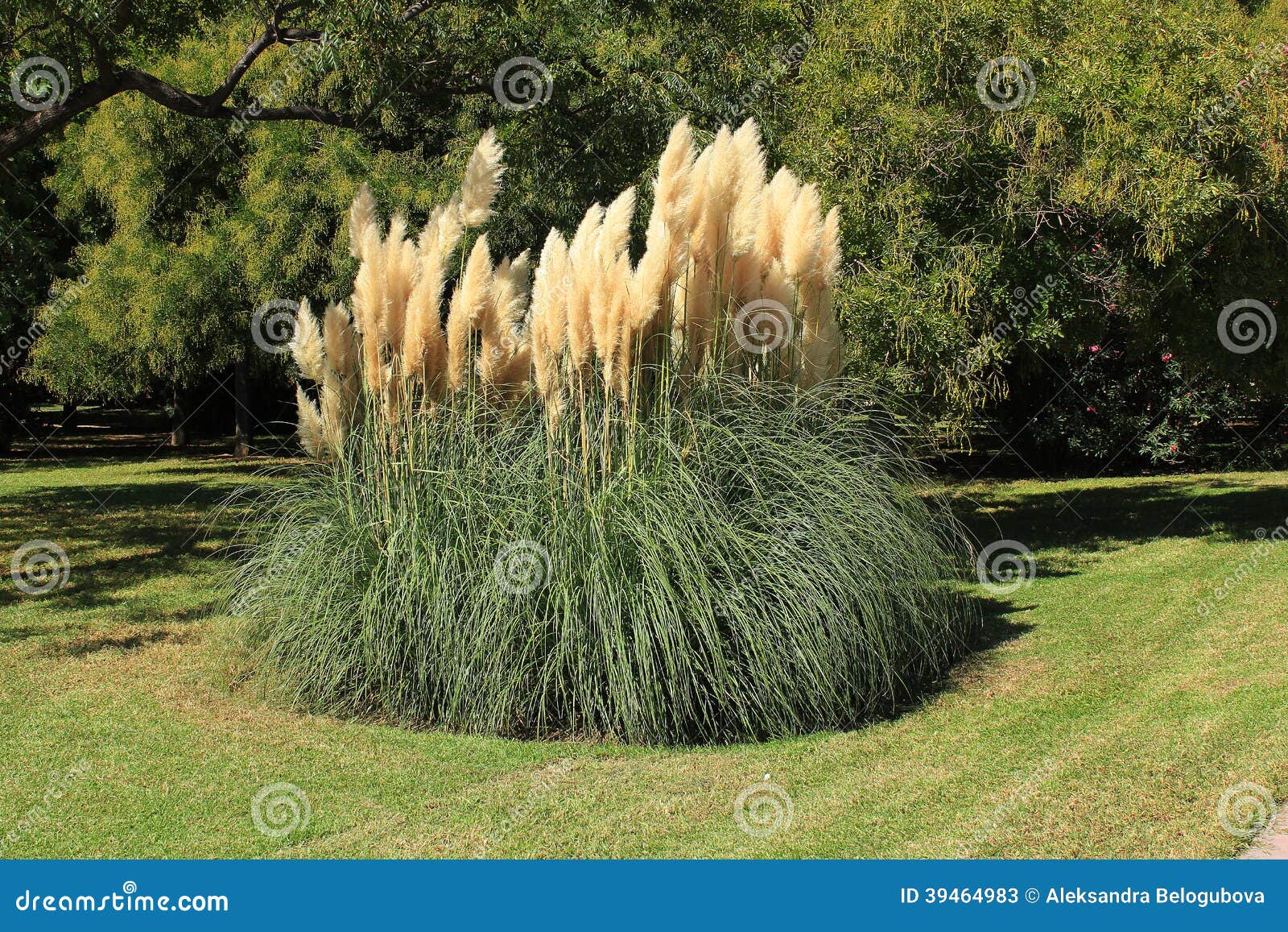 Reeds in the Old Riverbed Valencia Stock Image - Image of spain, turia ...
