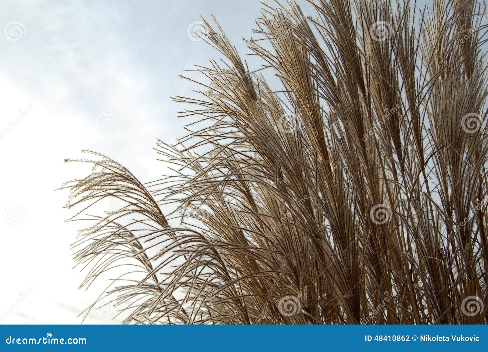 Reeds stock photo. Image of organic, branch, phragmites - 48410862