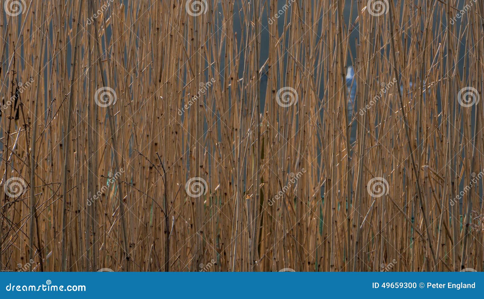 Reeds stock photo. Image of stream, brown, reeds, peaceful - 49659300