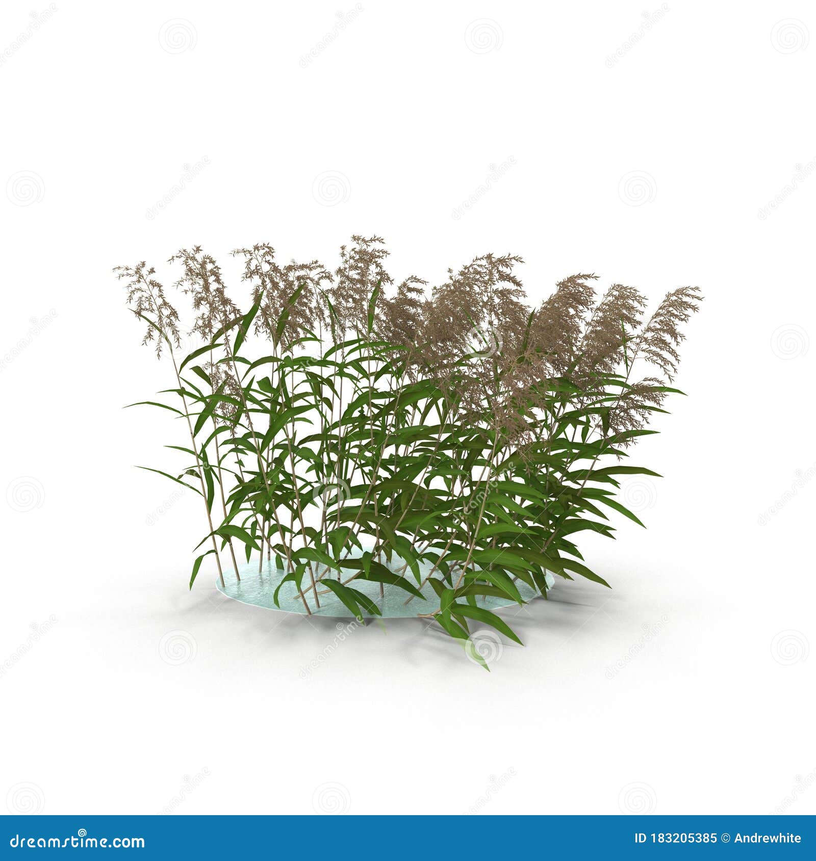 Reeds stock illustration. Illustration of lake, nature - 183205385