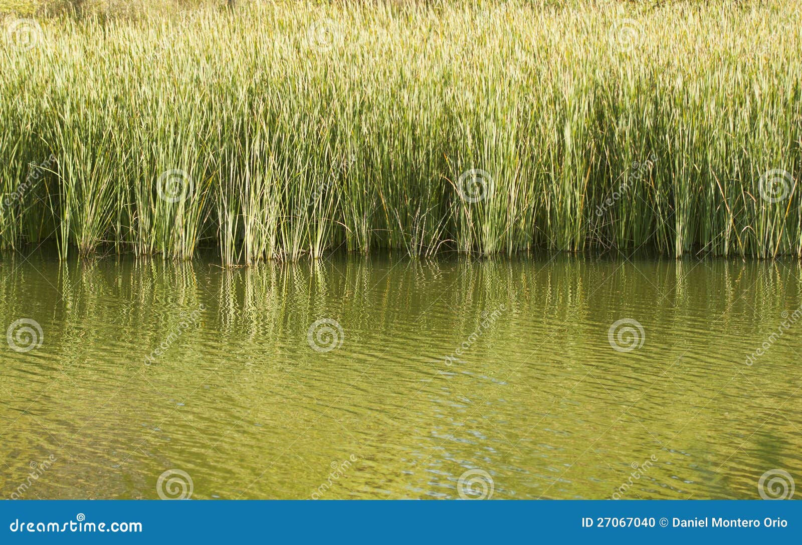 Reeds in a pond stock photo. Image of outdoors, natural - 27067040
