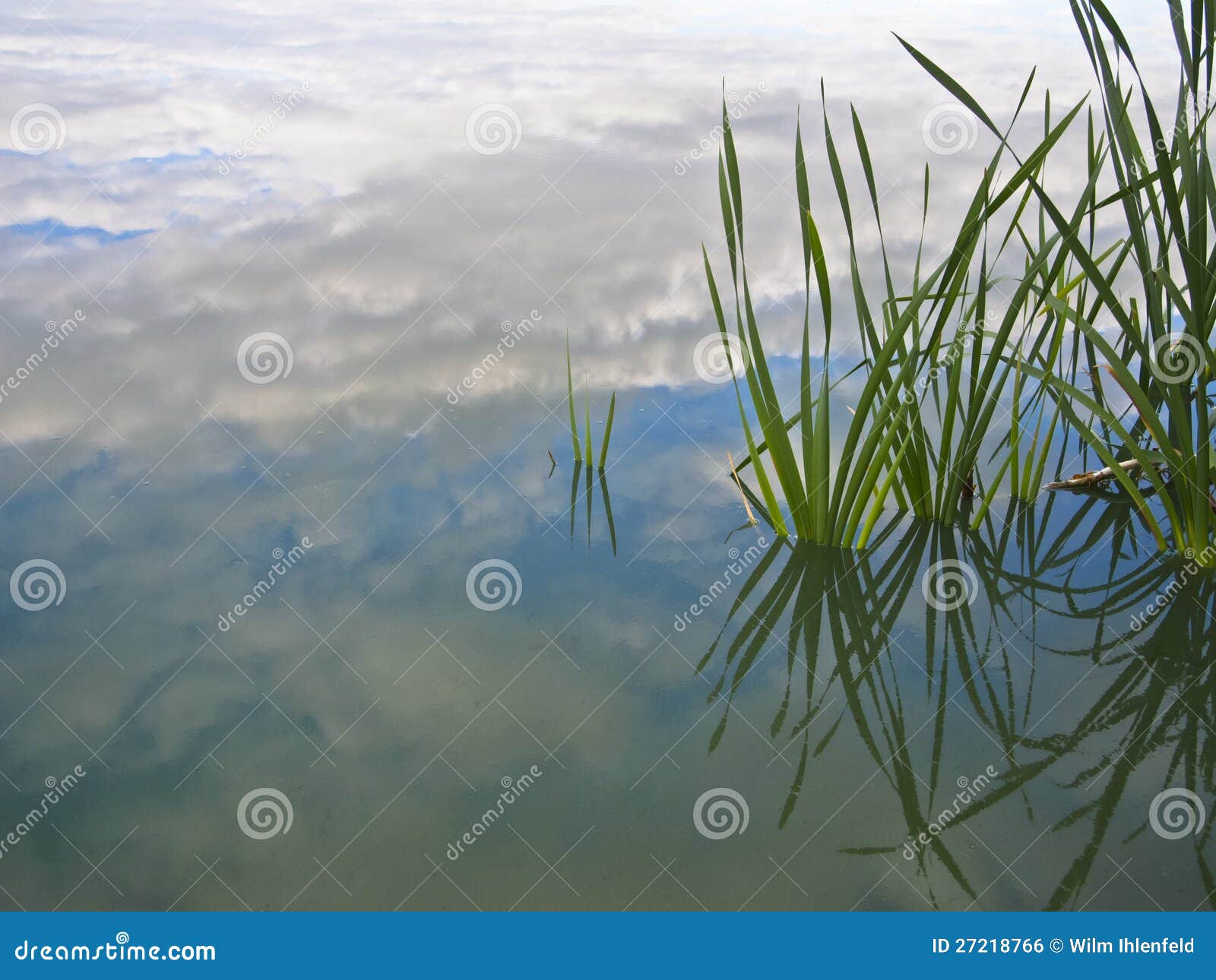Reeds in a pond stock photo. Image of clouds, calm, reflection - 27218766
