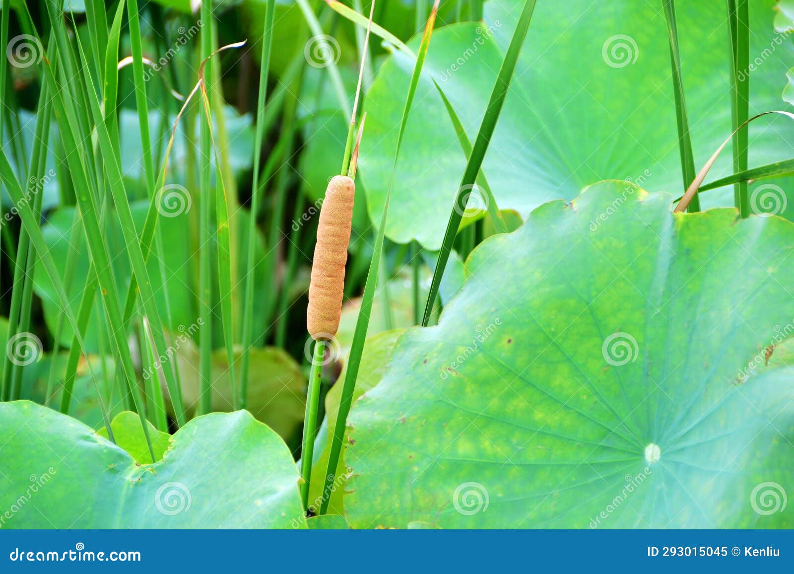Reeds in pond stock image. Image of stem, cattails, leaf - 293015045