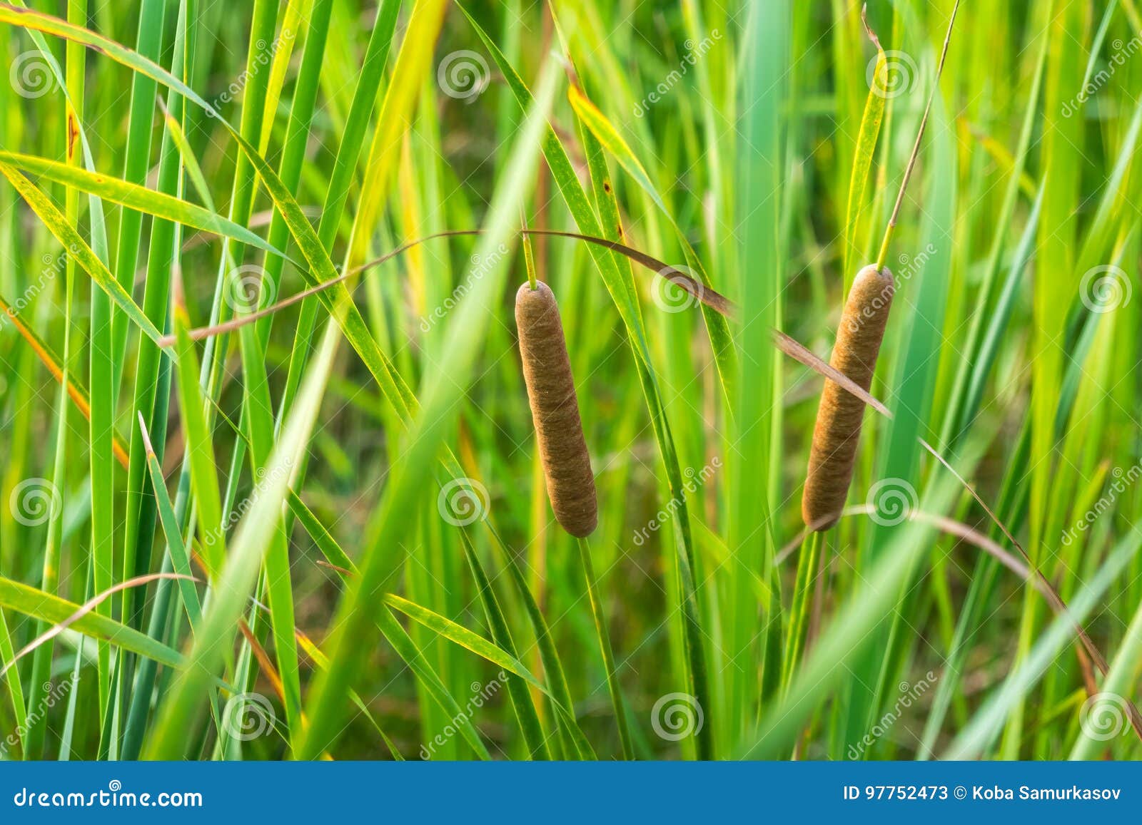 Reeds at the Pond in Summer with Typha Angustifolia Stock Image - Image ...