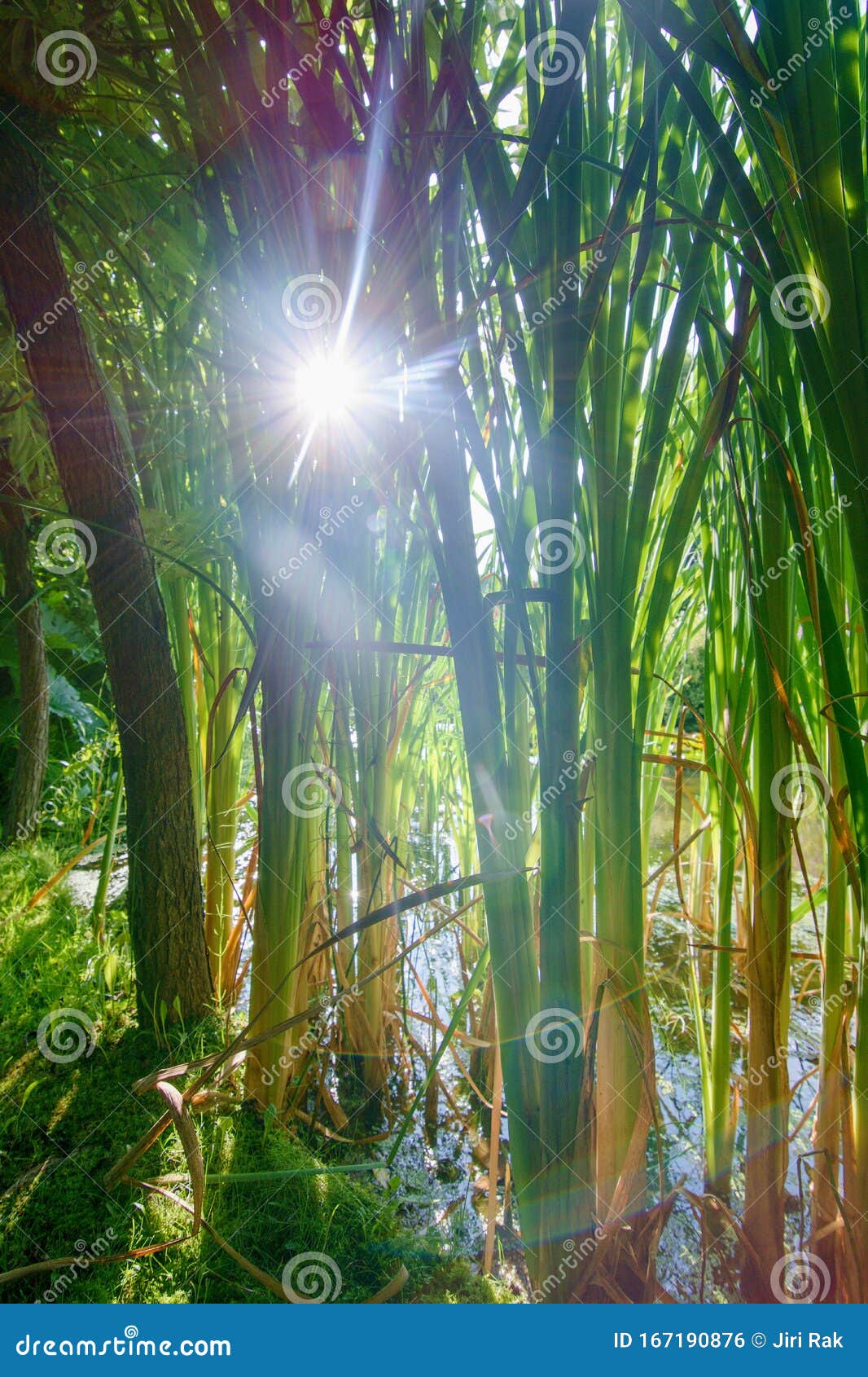 Reeds in pond stock photo. Image of throw, green, garden - 167190876