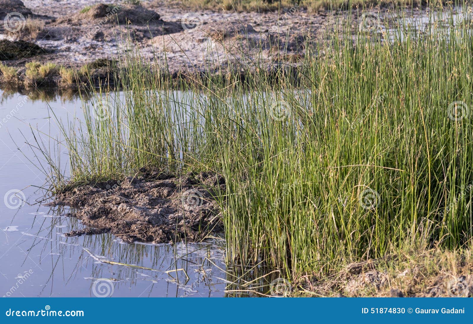 Reeds pond stock photo. Image of outdoor, beauty, brown - 51874830