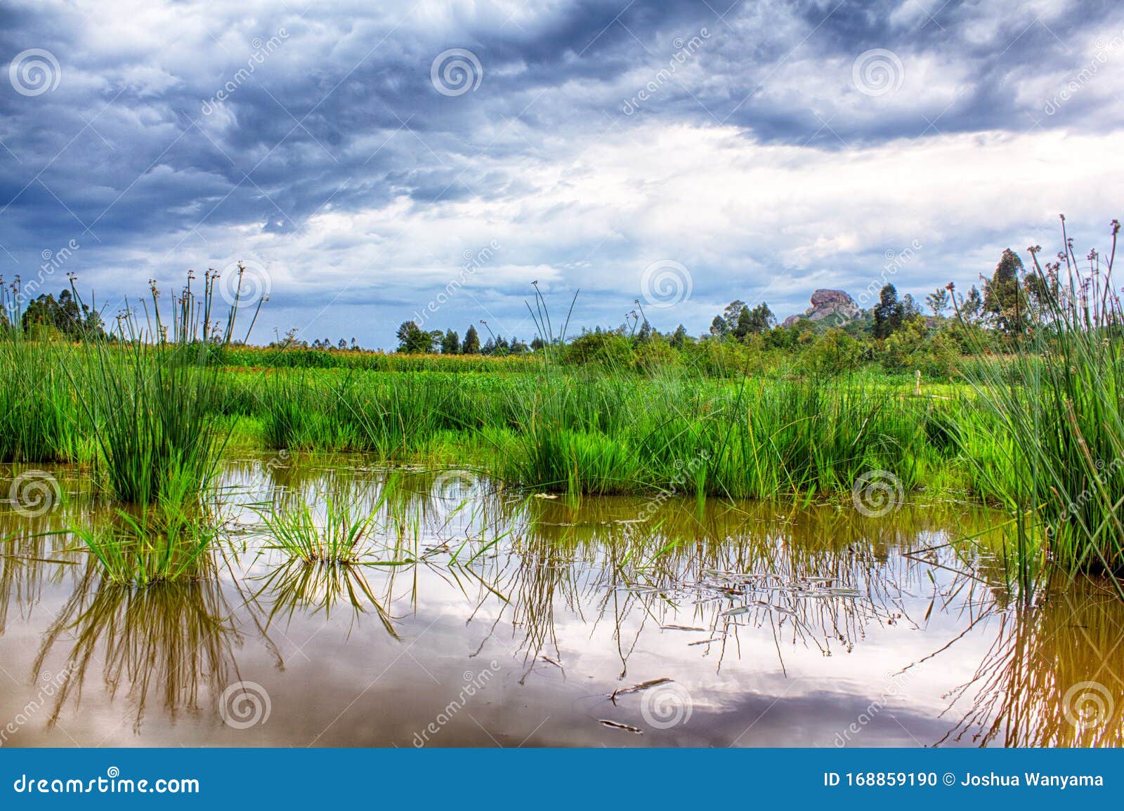 Reeds stock photo. Image of reflection, pair, swamp - 168859190
