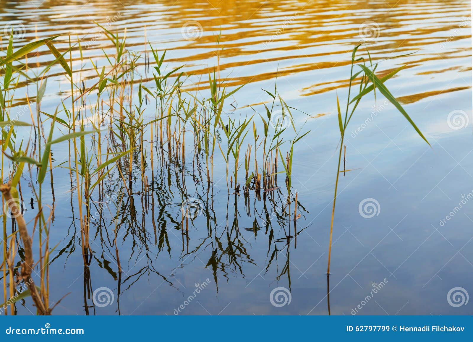 Reeds stock image. Image of reed, deep, cloud, yellow - 62797799