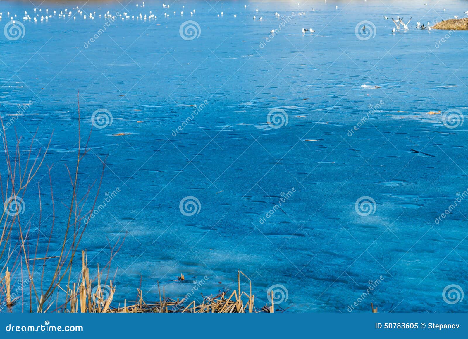 Reeds and Reflection in Still Water Stock Image - Image of light ...