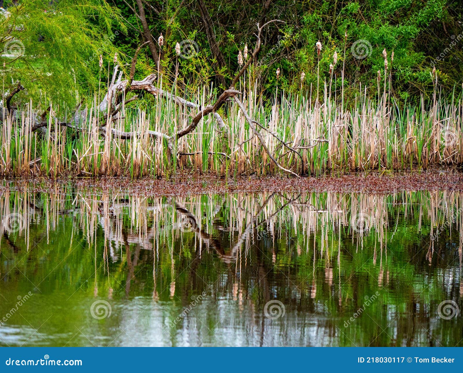 Reeds and Reflections at the Edge of the Pond Stock Image - Image of ...
