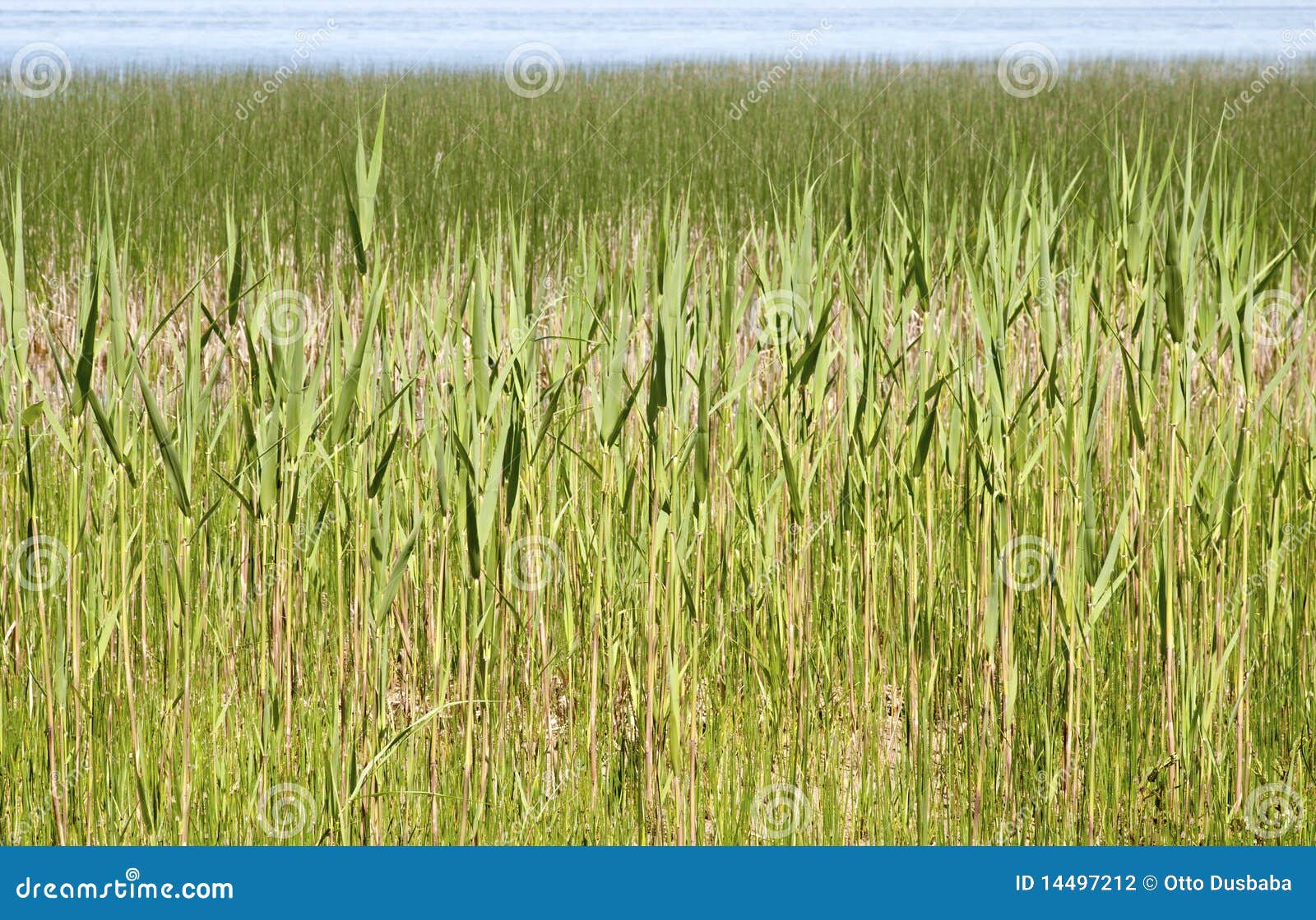 Reeds on a river bank stock photo. Image of marsh, bank - 14497212